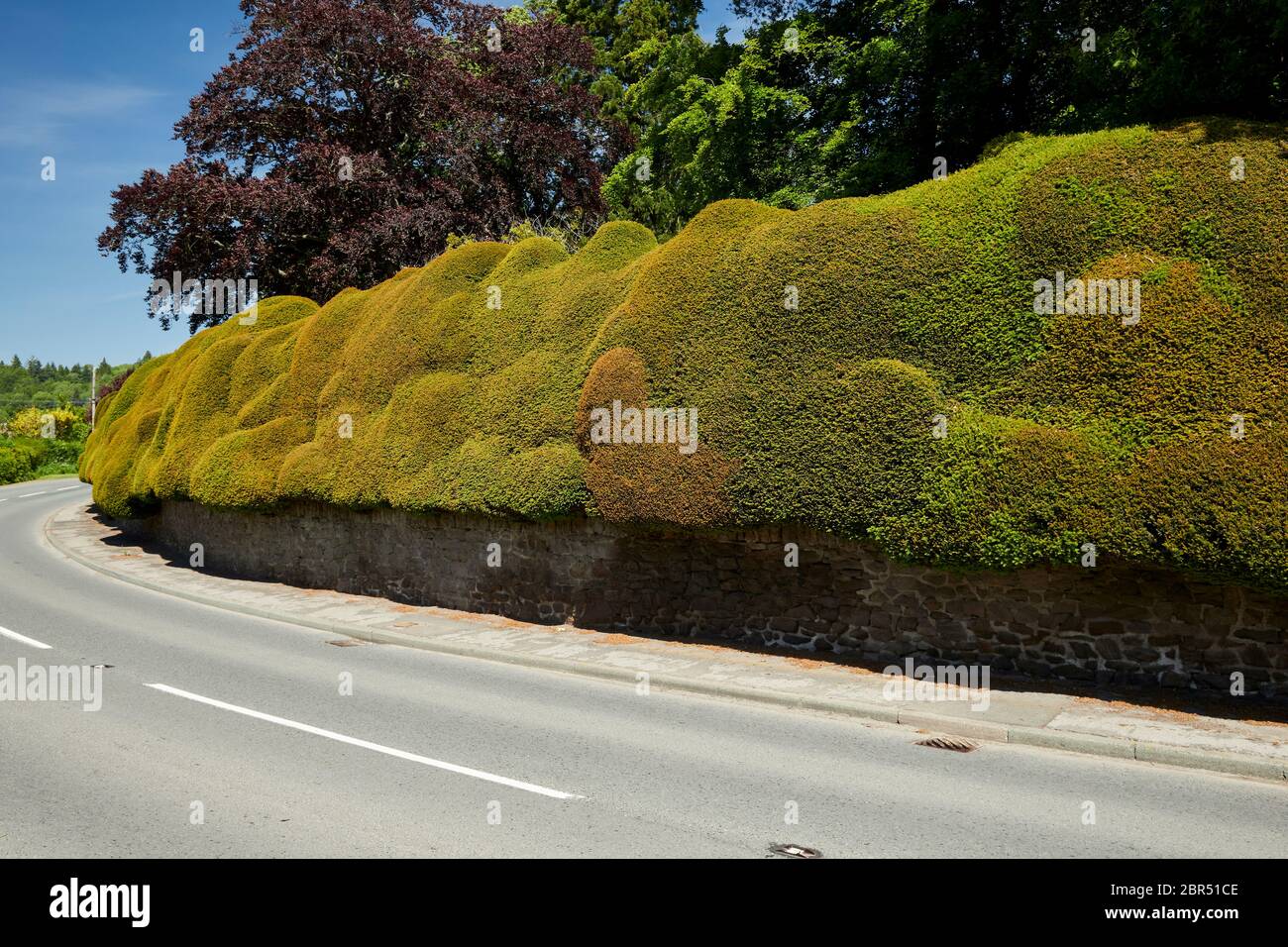 Yew Tree Hedge Taxus baccata Brampton Bryan Herefordshire West Midlands ...