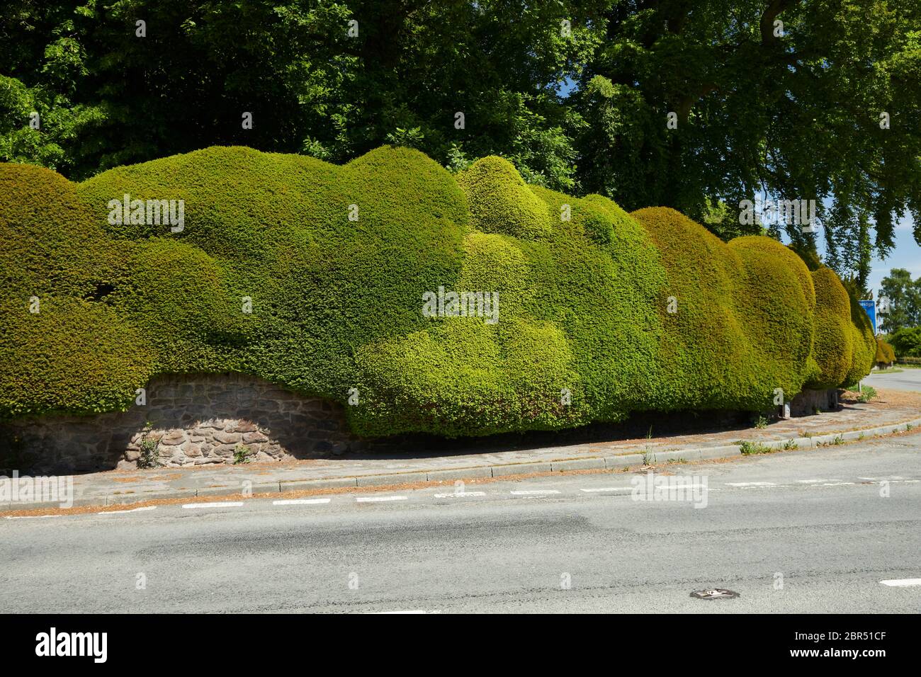 Yew taxus baccata hedge hi-res stock photography and images - Alamy
