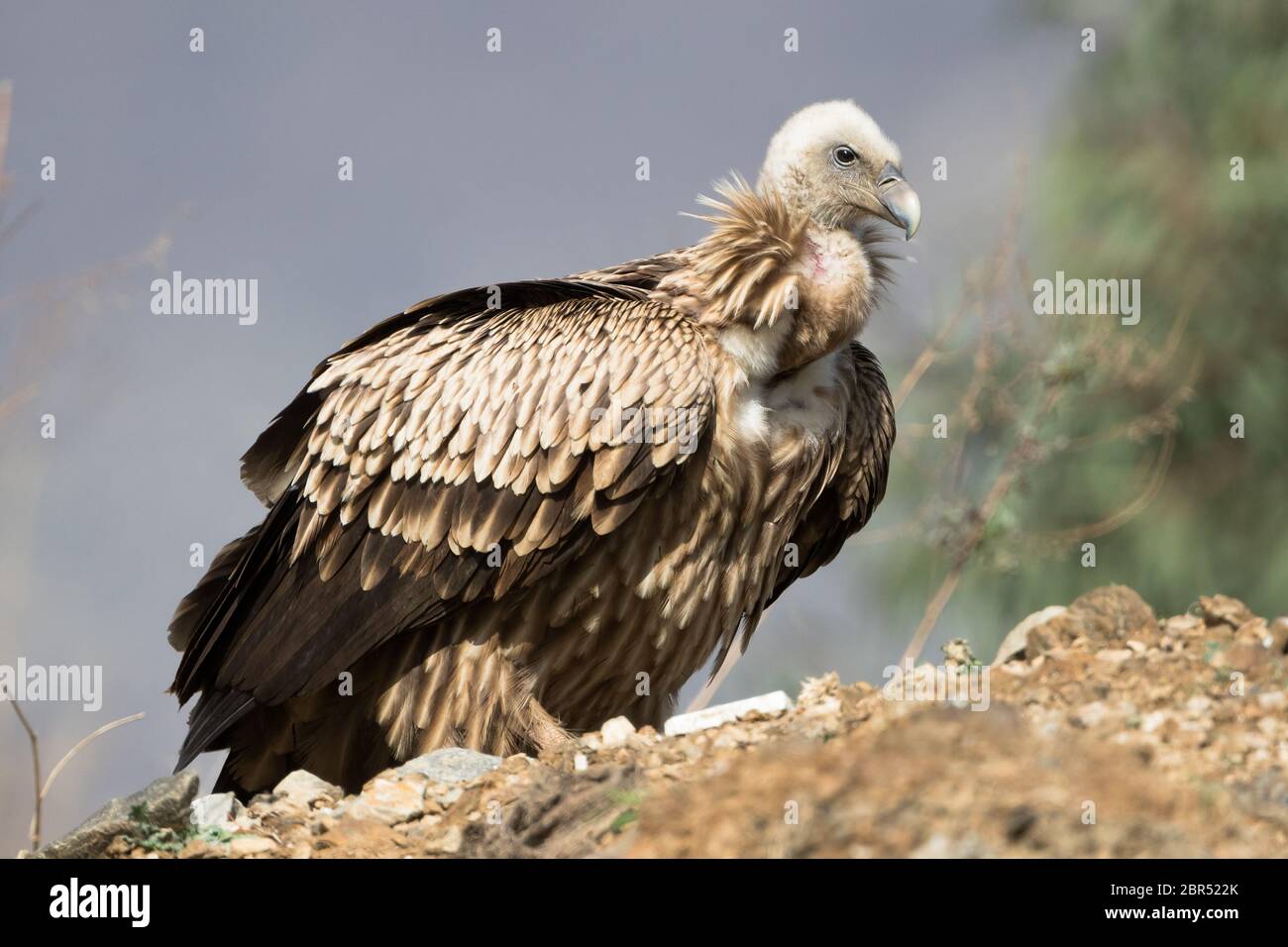 The Himalayan vulture (Gyps himalayensis) bird rests on roadside near ...