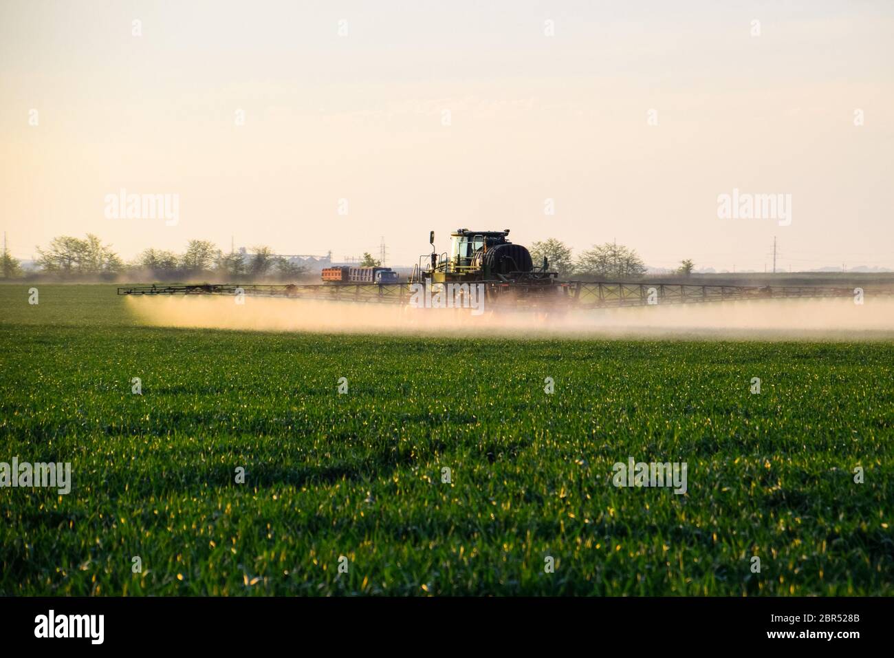Tractor with the help of a sprayer sprays liquid fertilizers on young ...