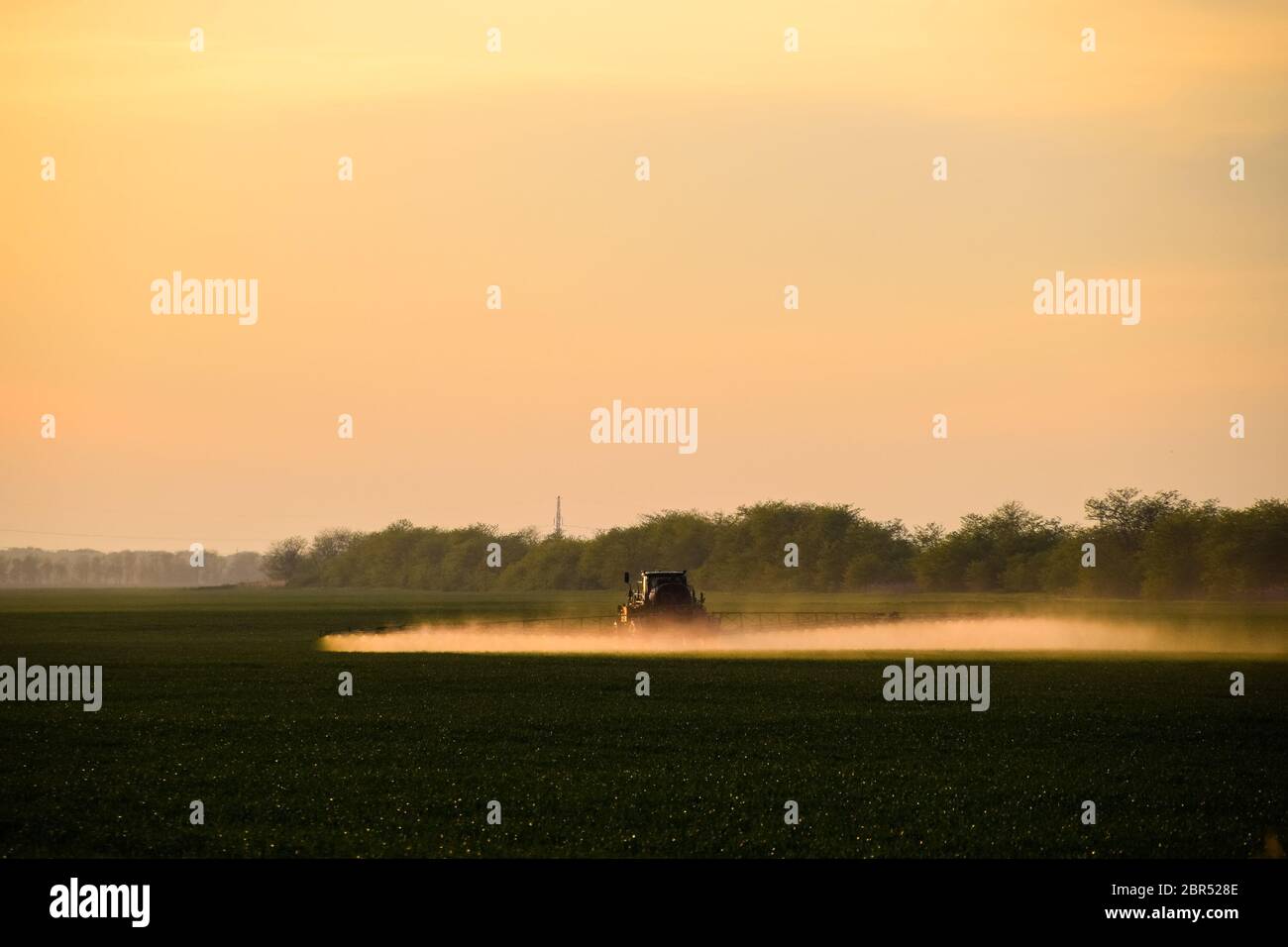 Tractor with the help of a sprayer sprays liquid fertilizers on young ...