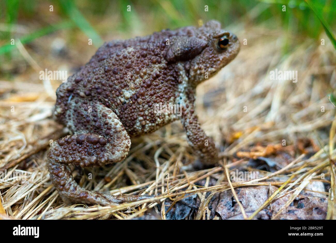 Toad migration hi-res stock photography and images - Alamy