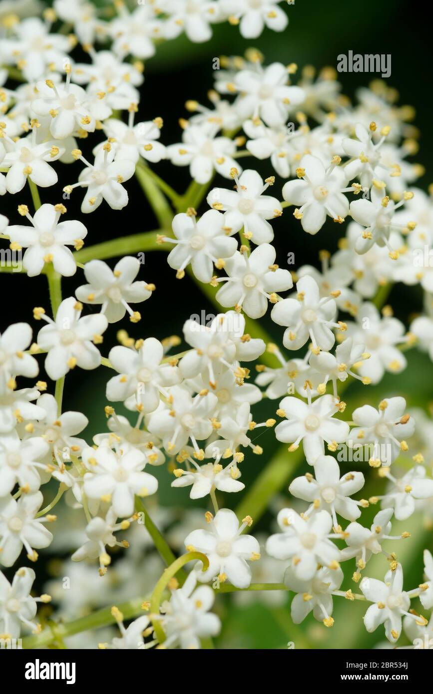 Garden trees shrubs wildflowers hi-res stock photography and images - Alamy