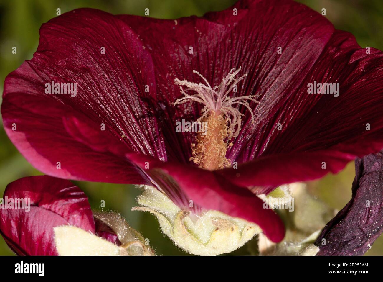 Beautiful purple mallow is growing on a green meadow. Live nature Stock ...