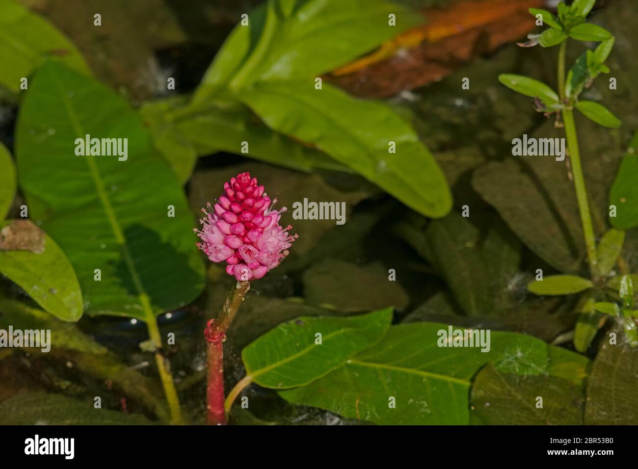 Water knotweed with pink flower - Persicaria amphibia Stock Photo - Alamy
