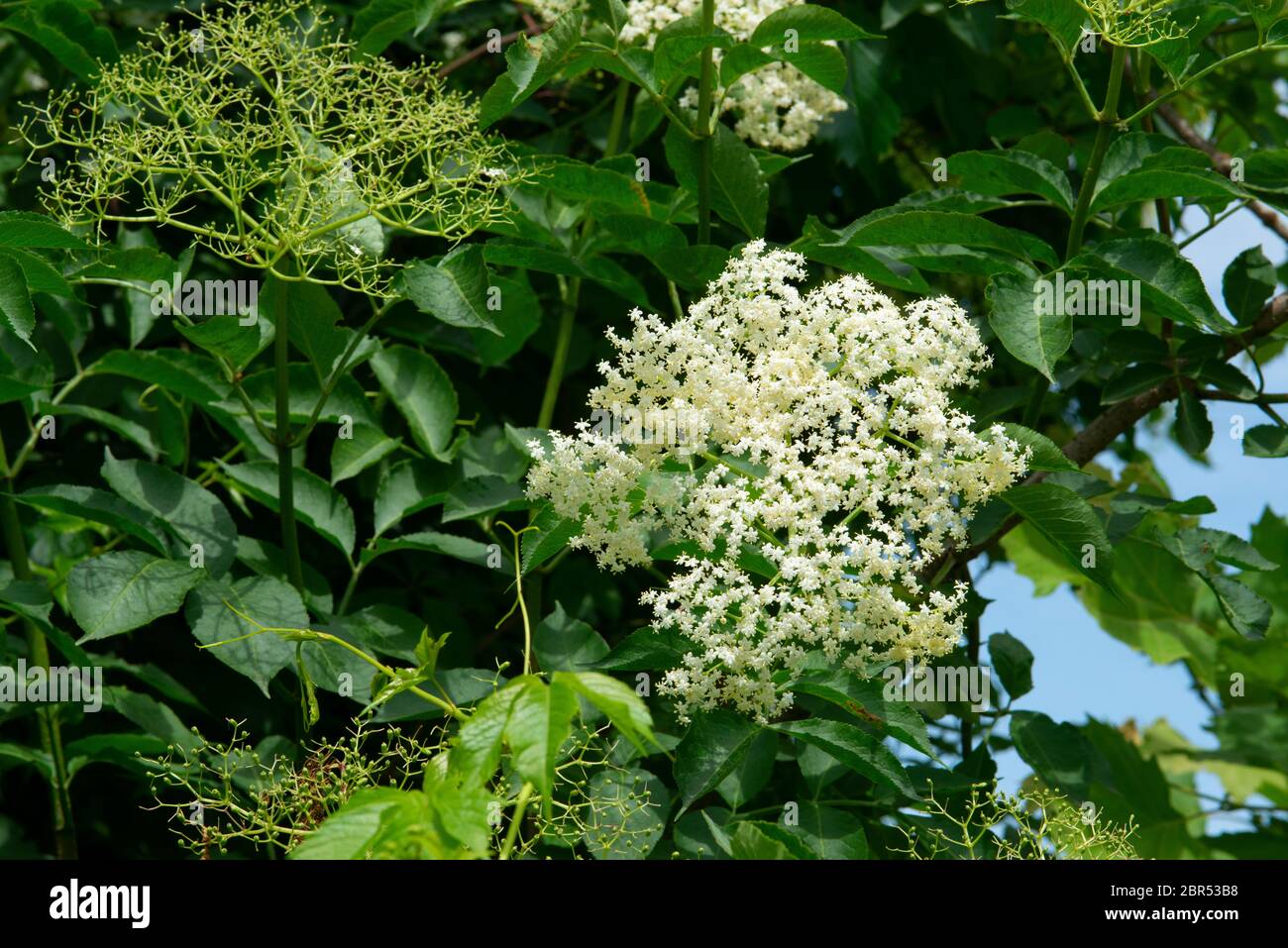 Italy, Lombardy, Province of Cremona, Elder or Elderflower, Sambucus ...