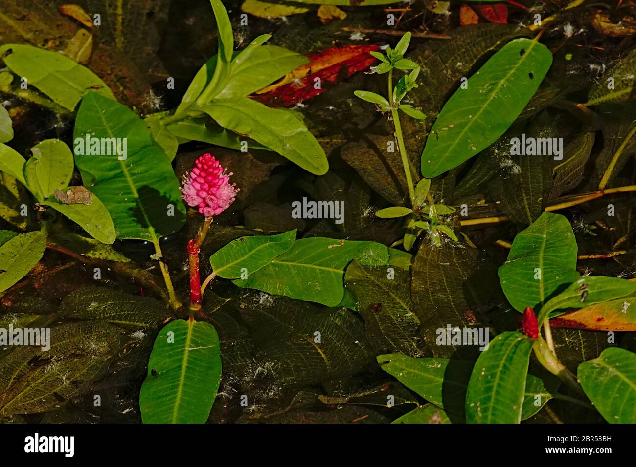 Water knotweed with pink flower - Persicaria amphibia Stock Photo - Alamy