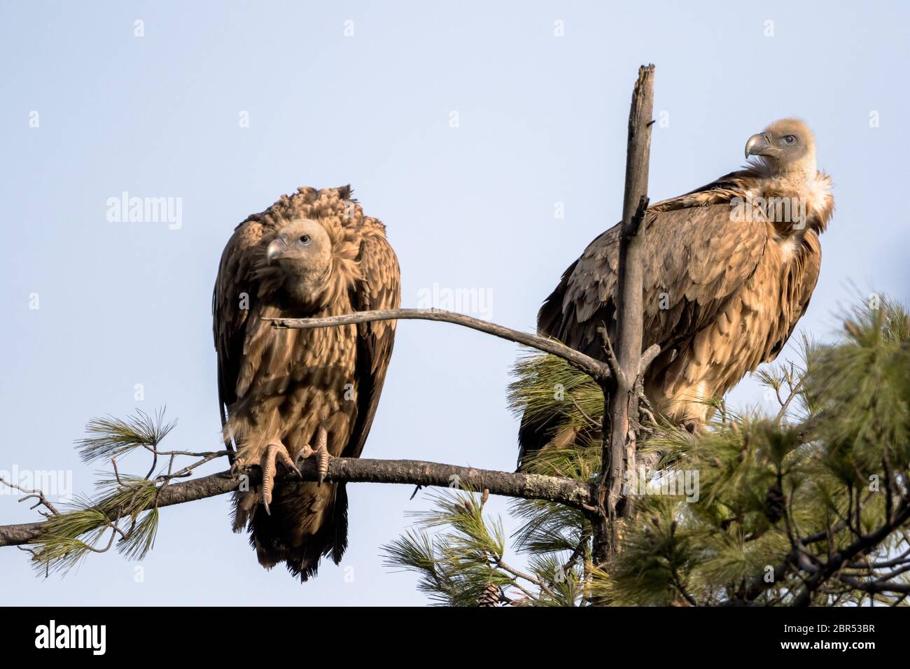 The Himalayan vulture (Gyps himalayensis) bird rests on roadside near ...