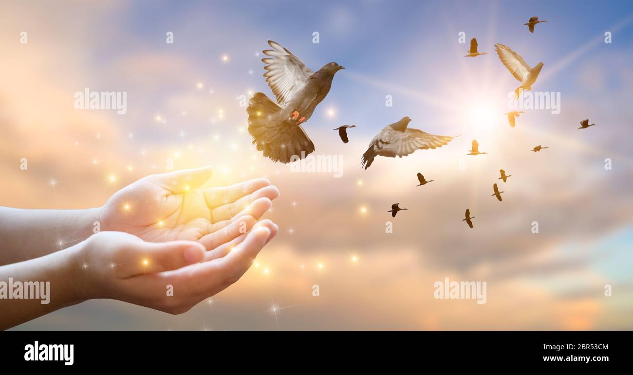 Holy spirit pigeon hi-res stock photography and images - Alamy