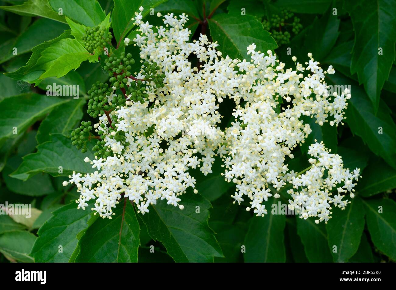 Closeup flower images hi-res stock photography and images - Alamy