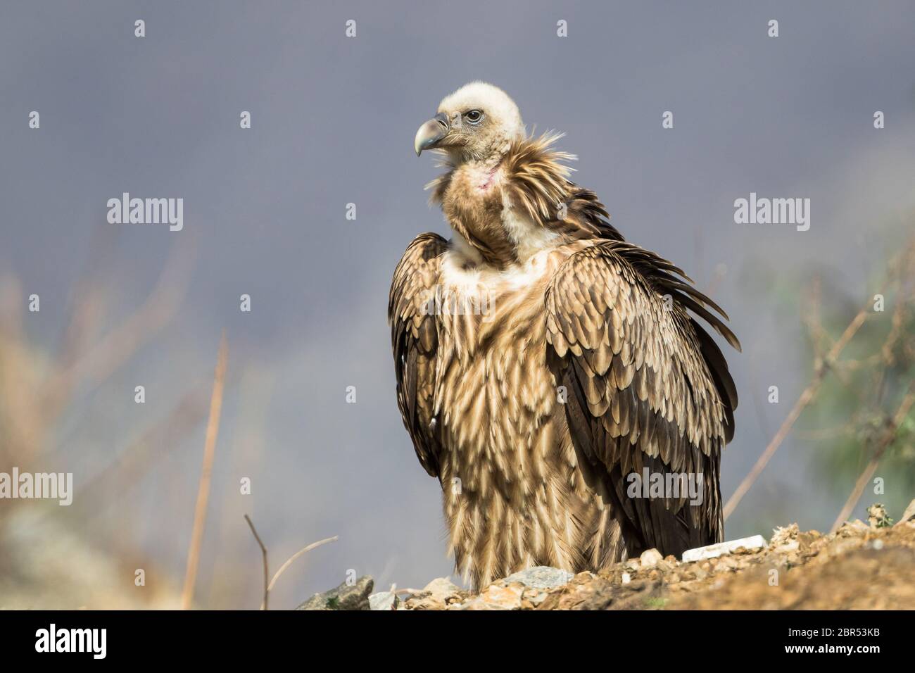 The Himalayan vulture (Gyps himalayensis) bird rests on roadside near ...