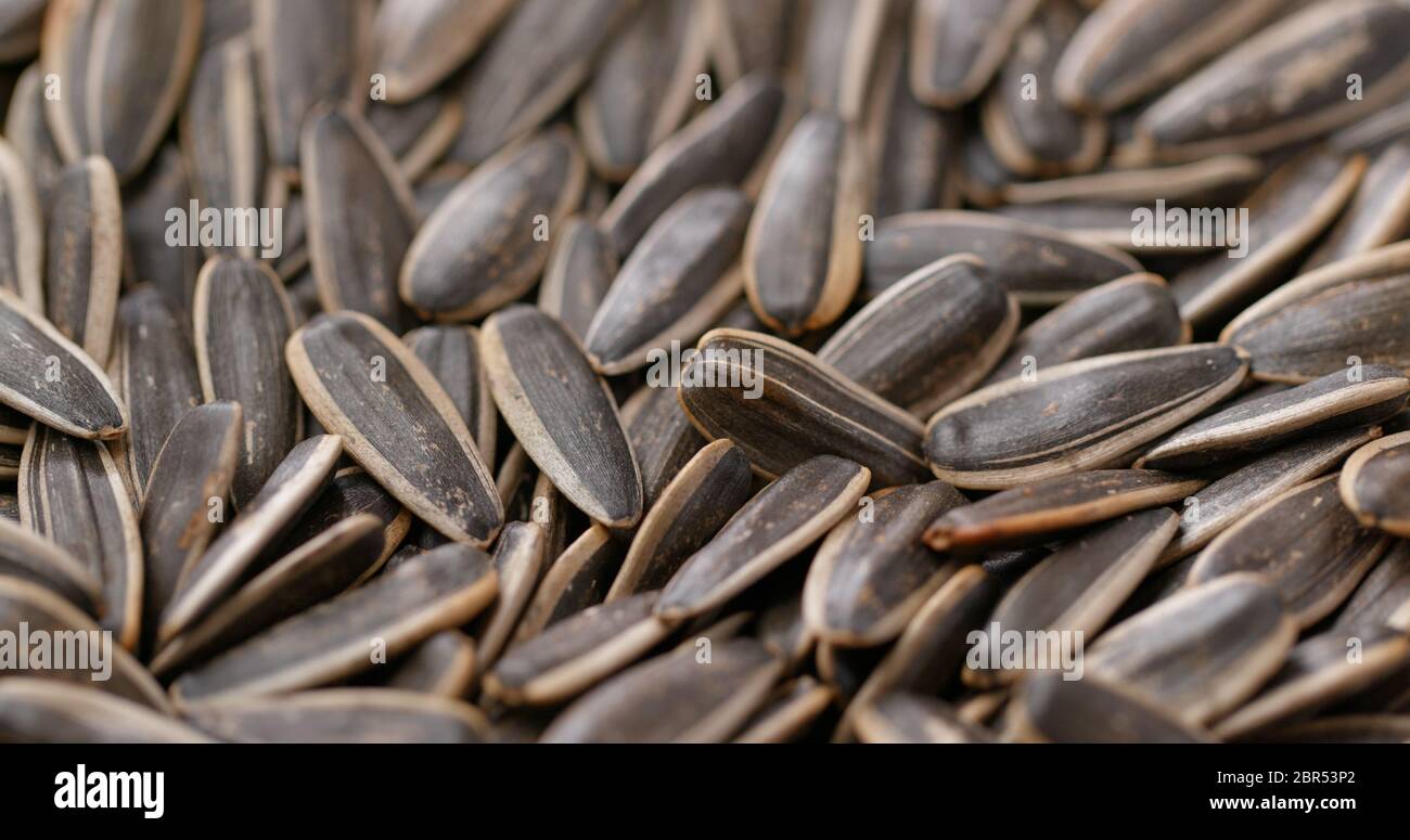 Sunflower dry seed Stock Photo - Alamy