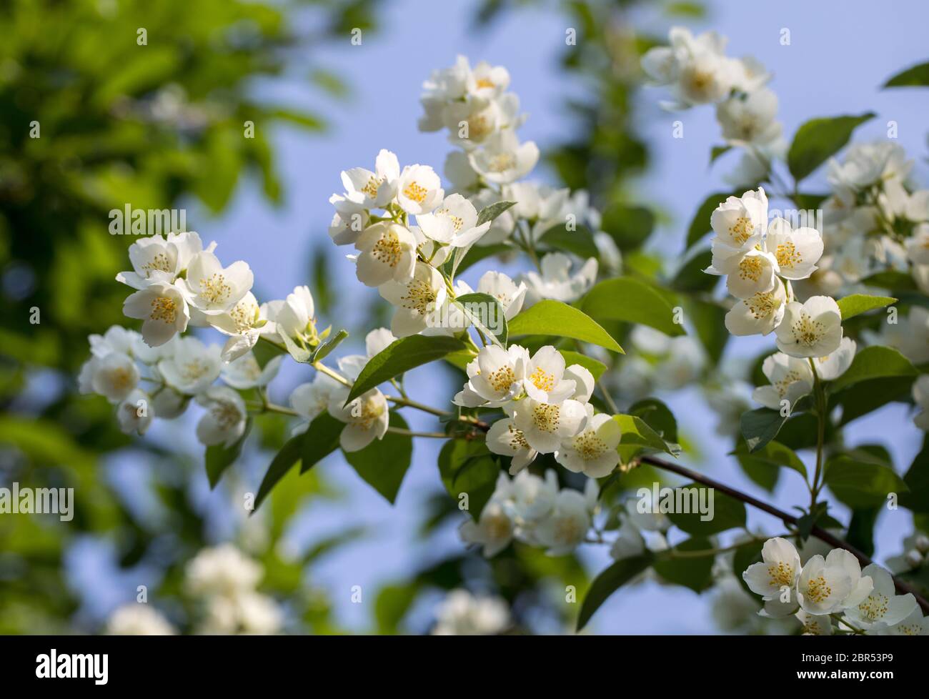 Beautiful blossoming branch of jasmine in garden Stock Photo - Alamy
