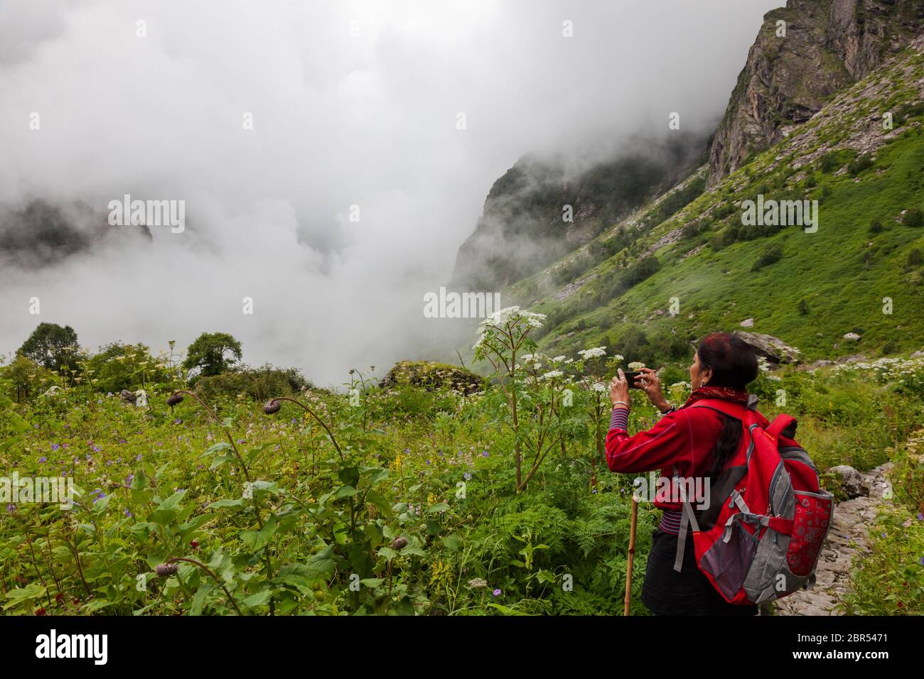 Himalayan flowers inside the Valley of Flowers near Joshimath ...