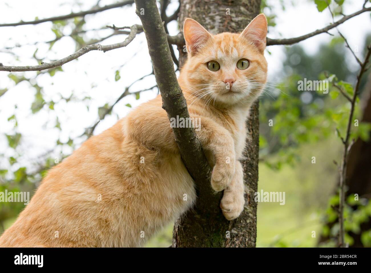 Orange Cat climbs on a Tree in natural habitat Stock Photo - Alamy