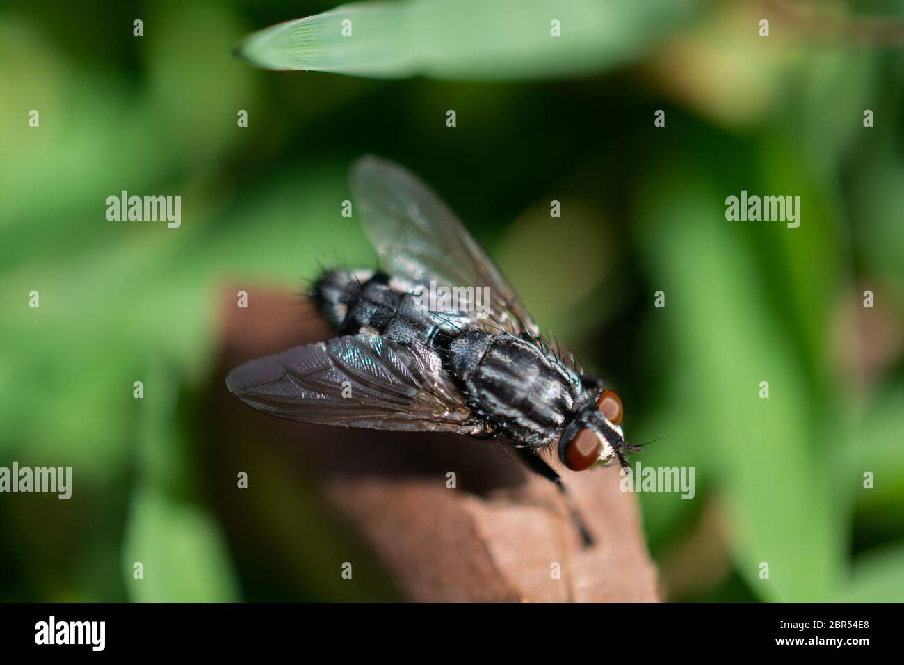 Musca domestica proboscis hi-res stock photography and images - Alamy