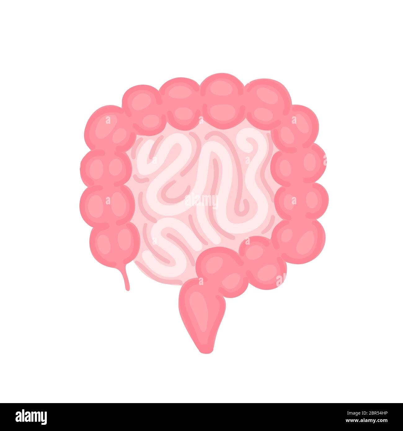 Vector intestines. Digestive tract. Large and small intestine ...