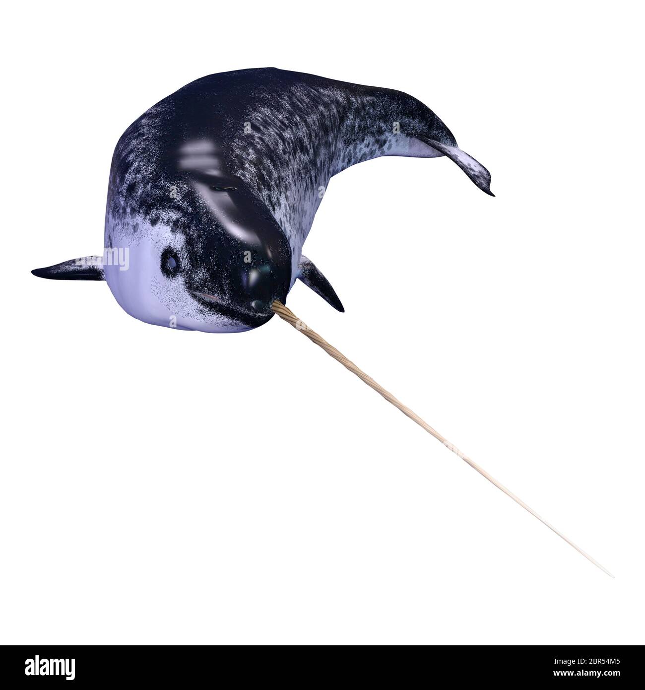 3D rendering of a male narwhal or Monodon monoceros, or narwhale ...