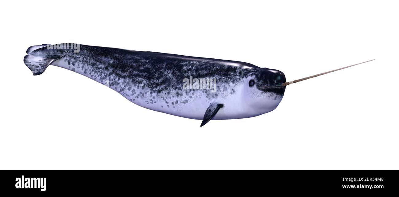 Male Narwhal High Resolution Stock Photography and Images - Alamy