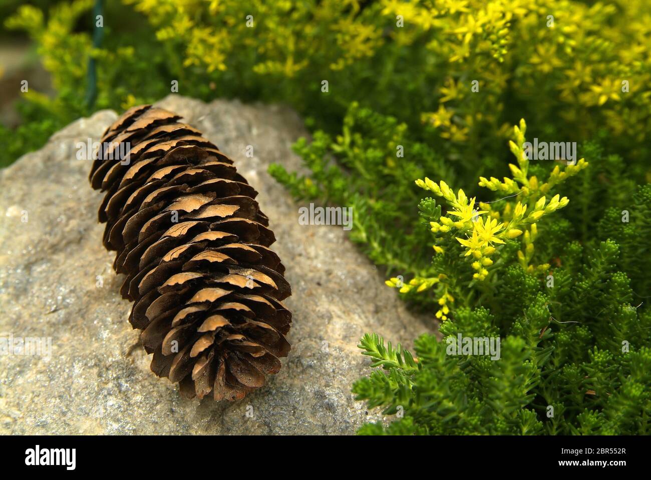 Stoon hi-res stock photography and images - Alamy