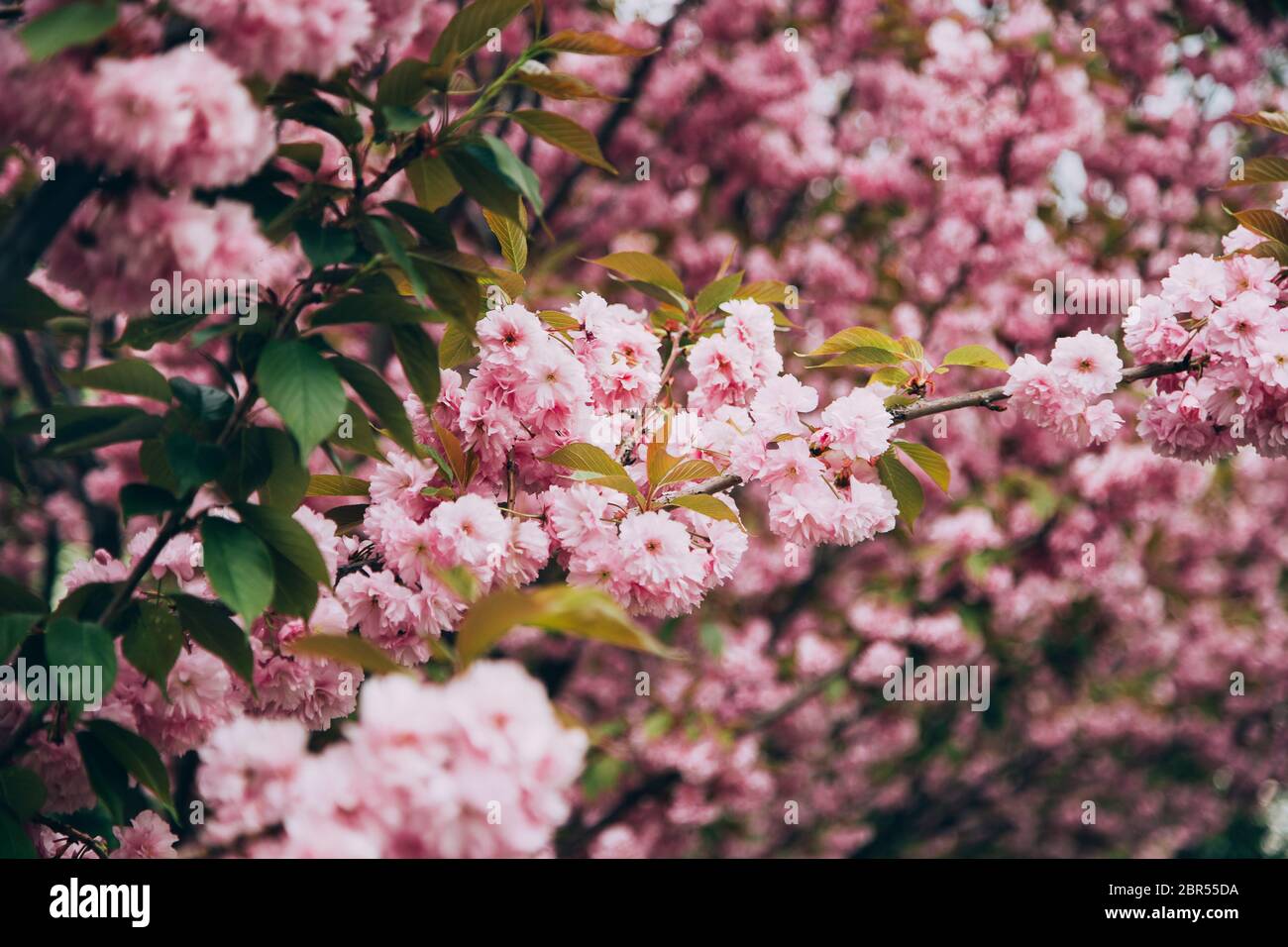 Amazing Sakura flowering on spring sakura tree. Beautiful Nature Stock ...