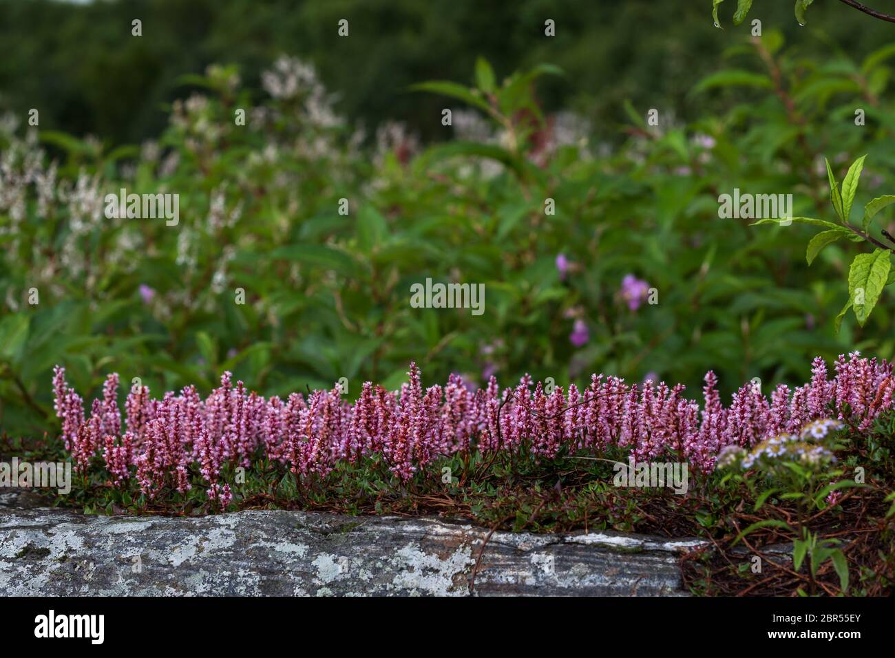 Himalayan flowers hi-res stock photography and images - Alamy