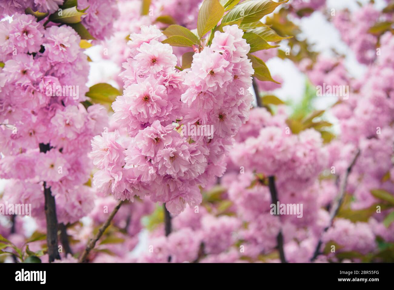 Amazing Sakura flowering on spring sakura tree. Beautiful Nature Stock ...