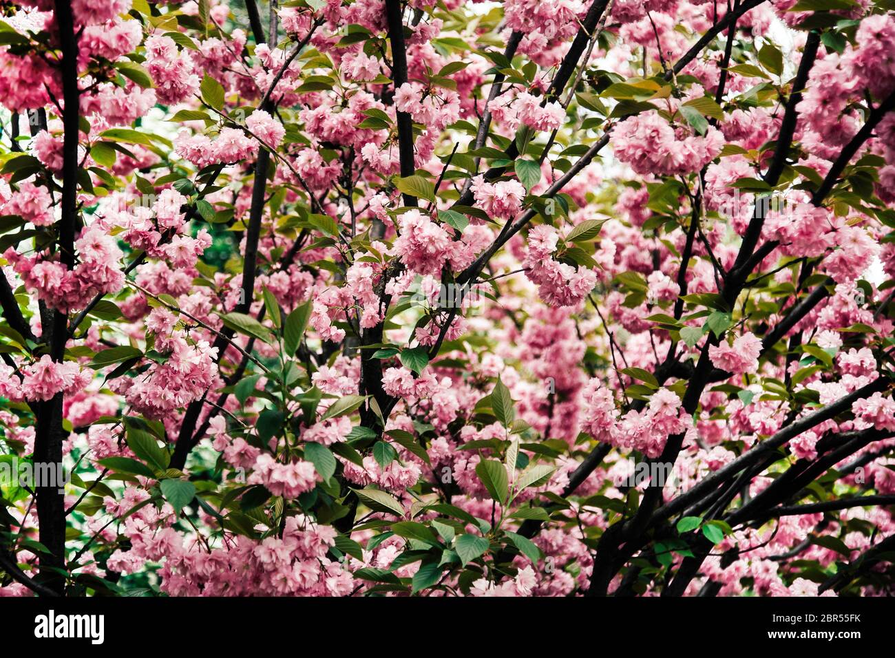 Amazing Sakura flowering on spring sakura tree. Beautiful Nature Stock ...