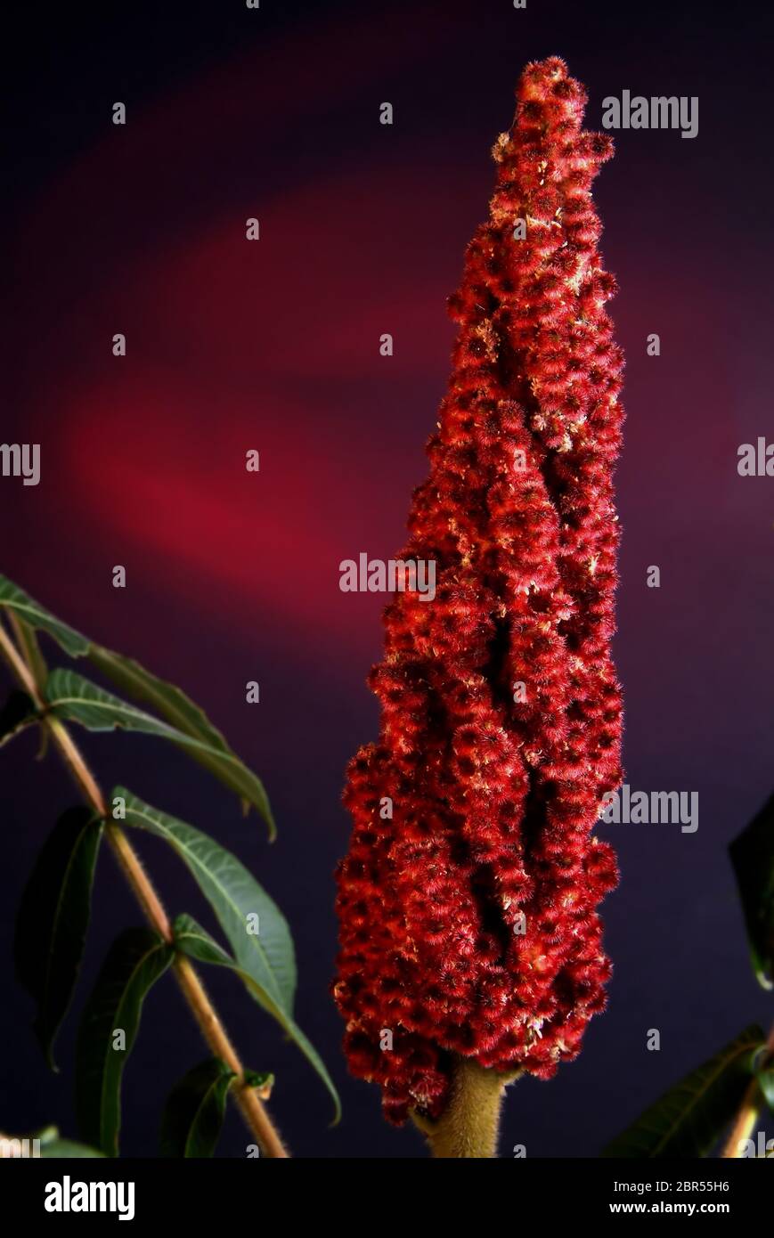 Samur cycle hi-res stock photography and images - Alamy