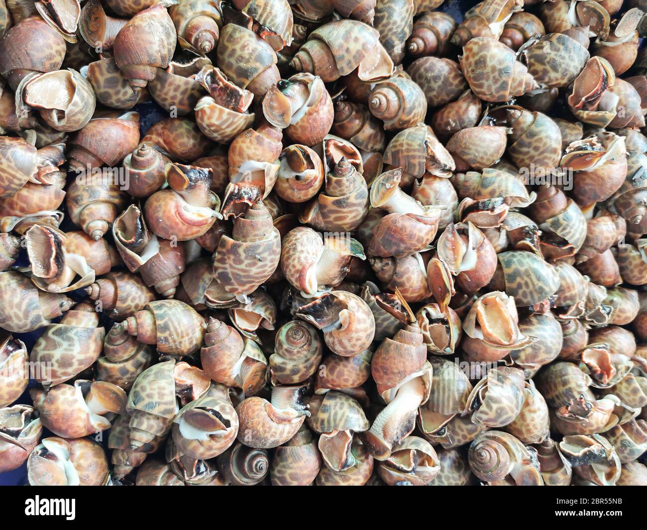 Babylon snail hi-res stock photography and images - Alamy