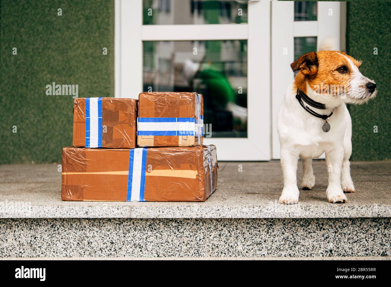 Jack Russell Dog sitting next to the Parcel Delivery Outside Door Stock ...
