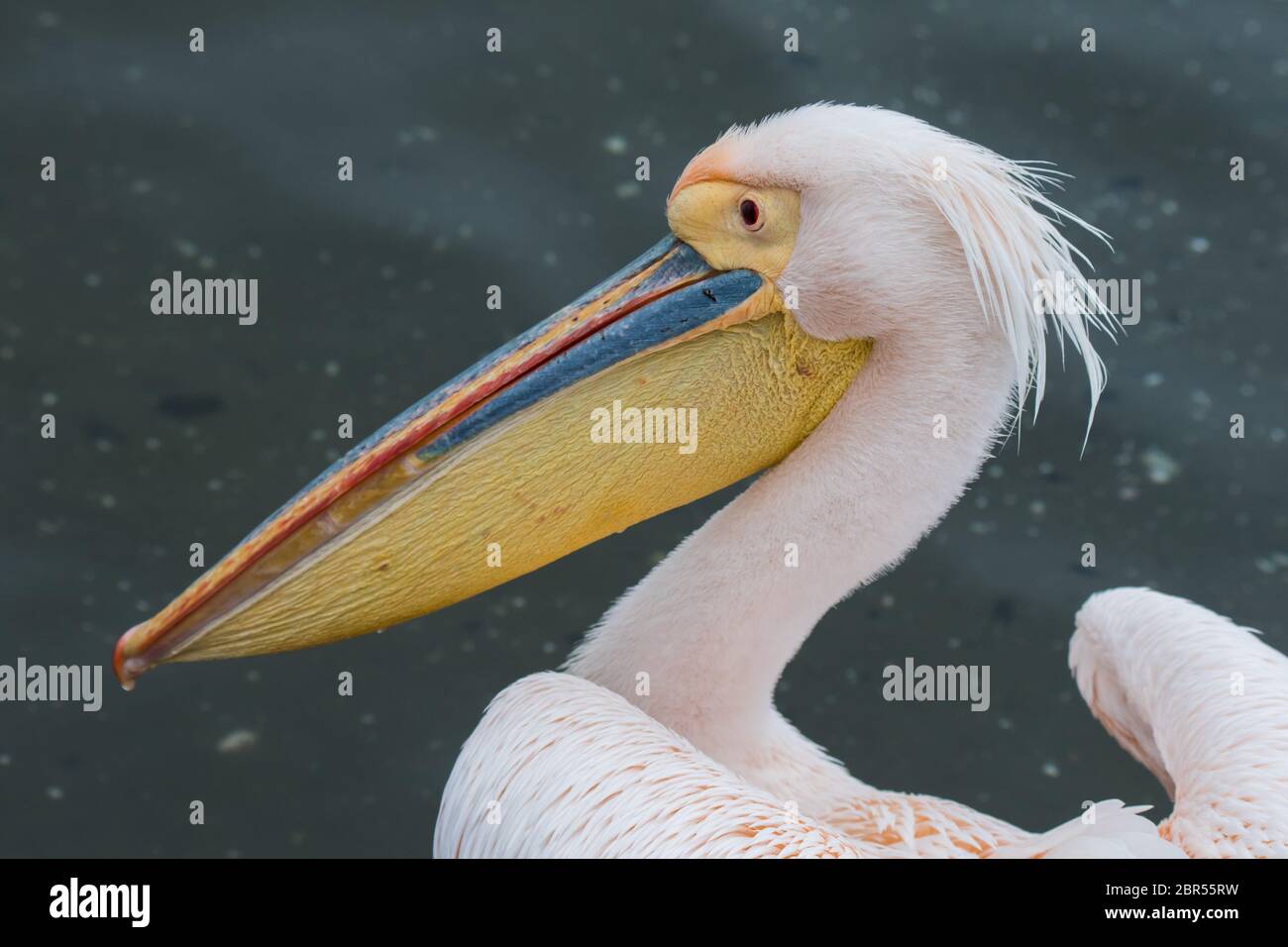 Portrait of beautiful water bird Pink-backed Pelican with yellow beak ...