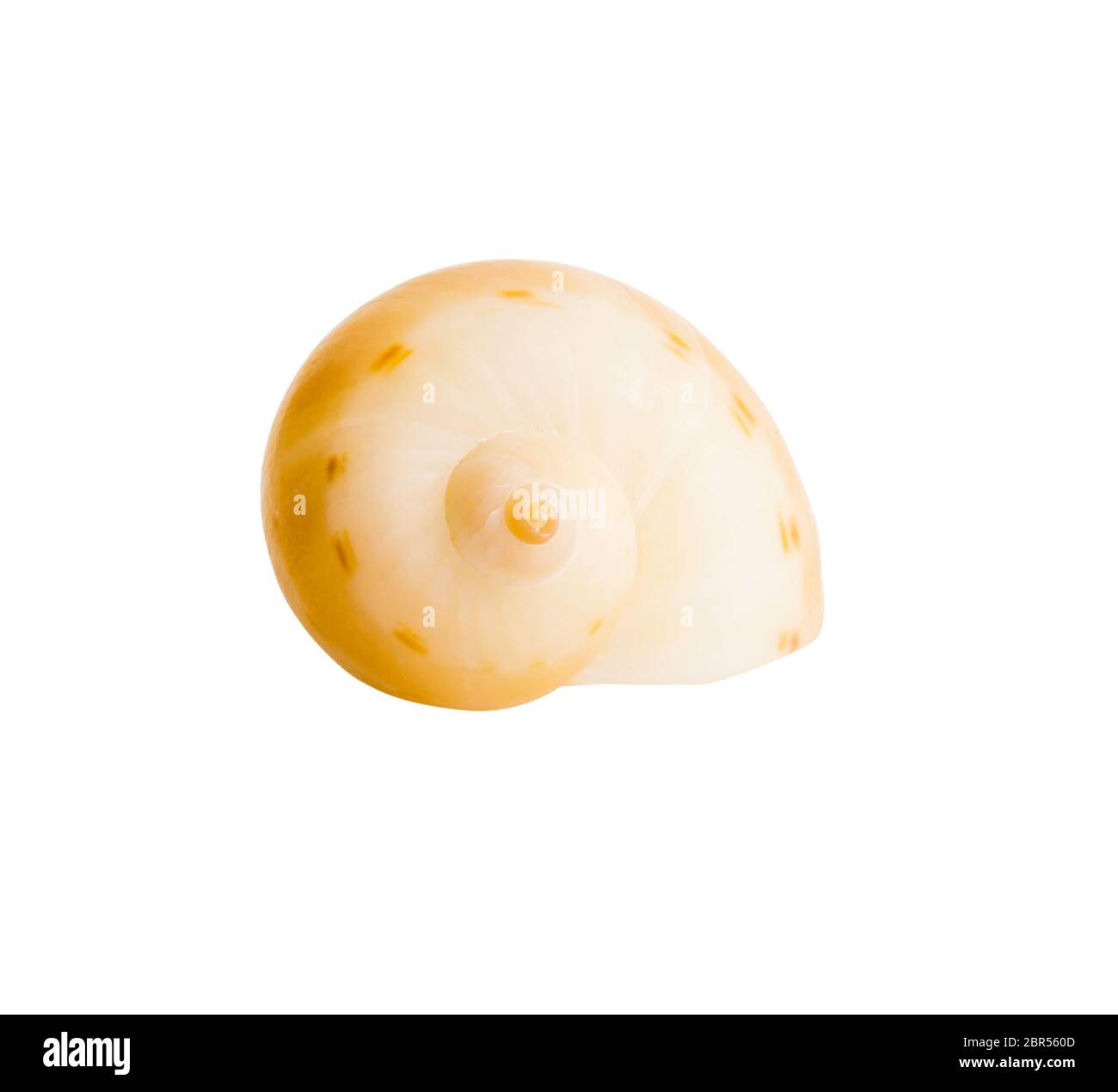 Close-up Marine sea shell isolated on white background, clipping path ...