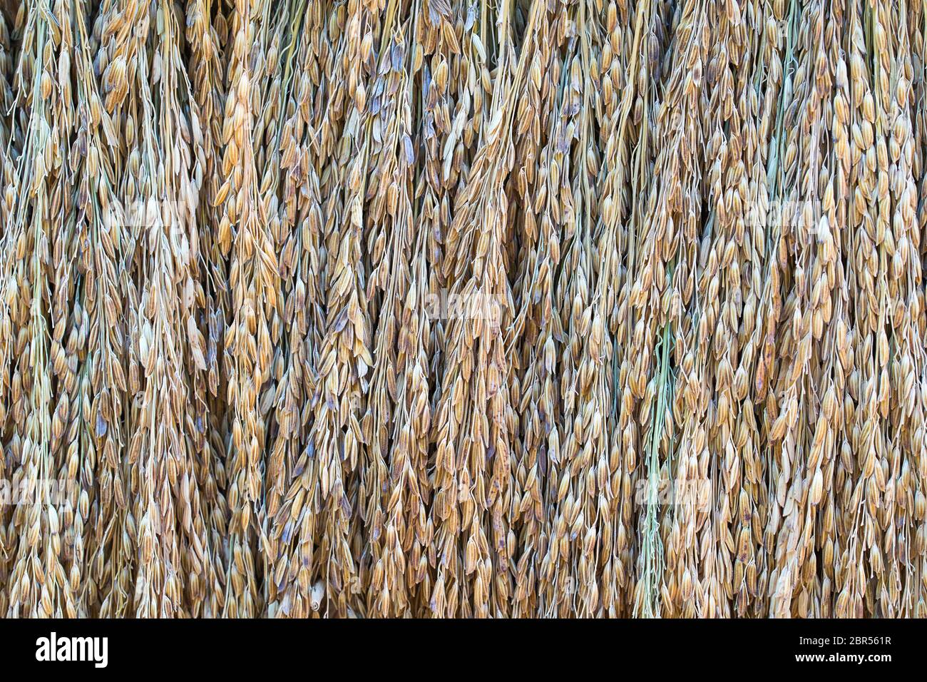 Dry paddy rice seeds mass product from Thailand,Ears of paddy rice ...