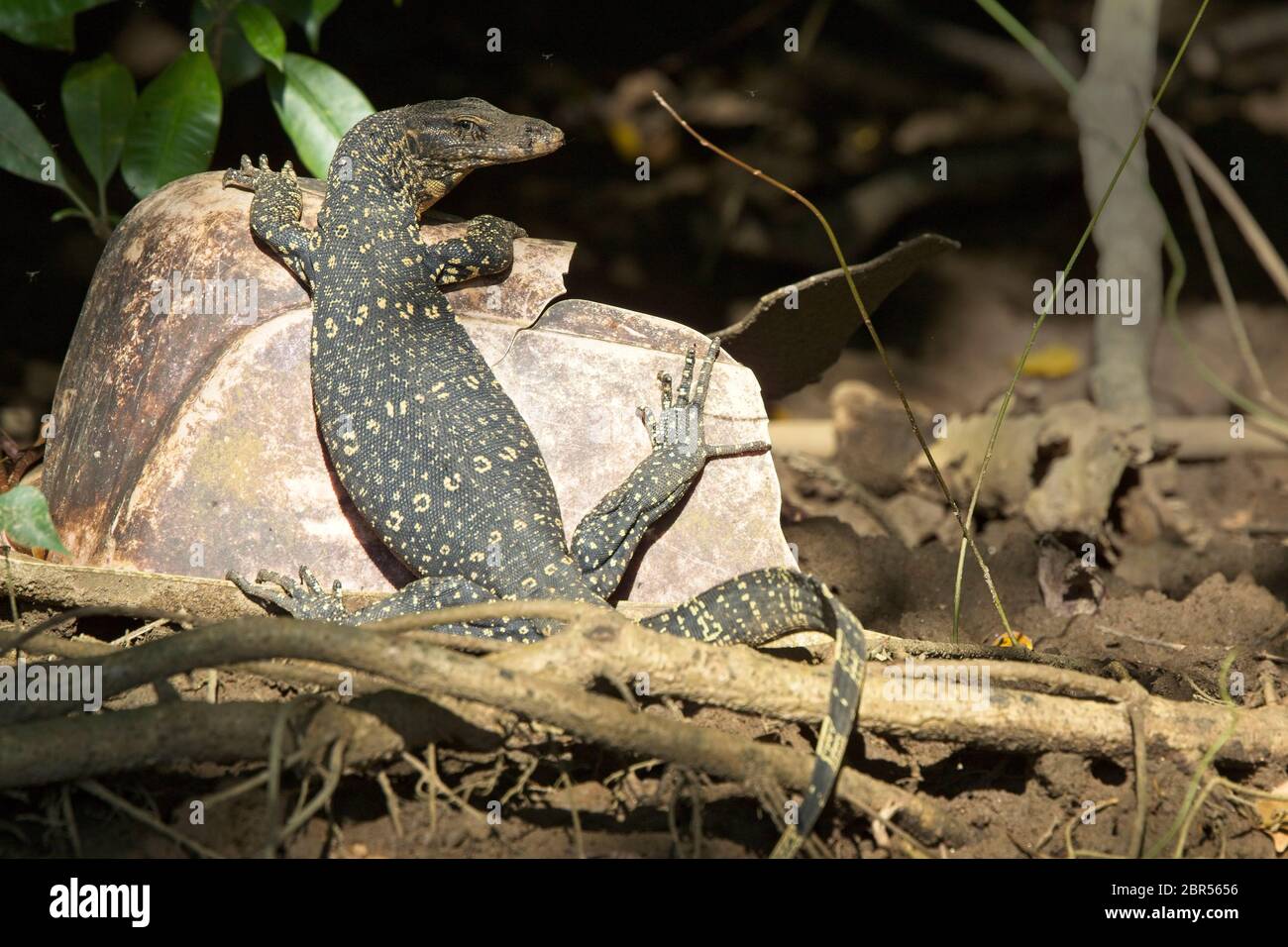 Asian Water Monitor (Varanus salvator), along the River Nilwala, near ...