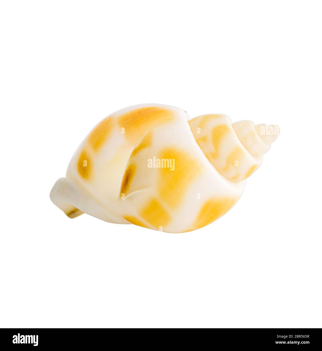 Close-up Marine sea shell isolated on white background, clipping path ...