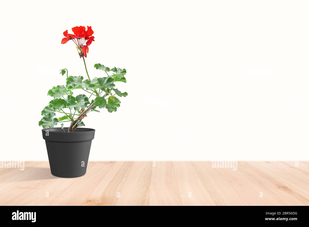 Geranium houseplant in flower pot. Isolated on white background Stock ...