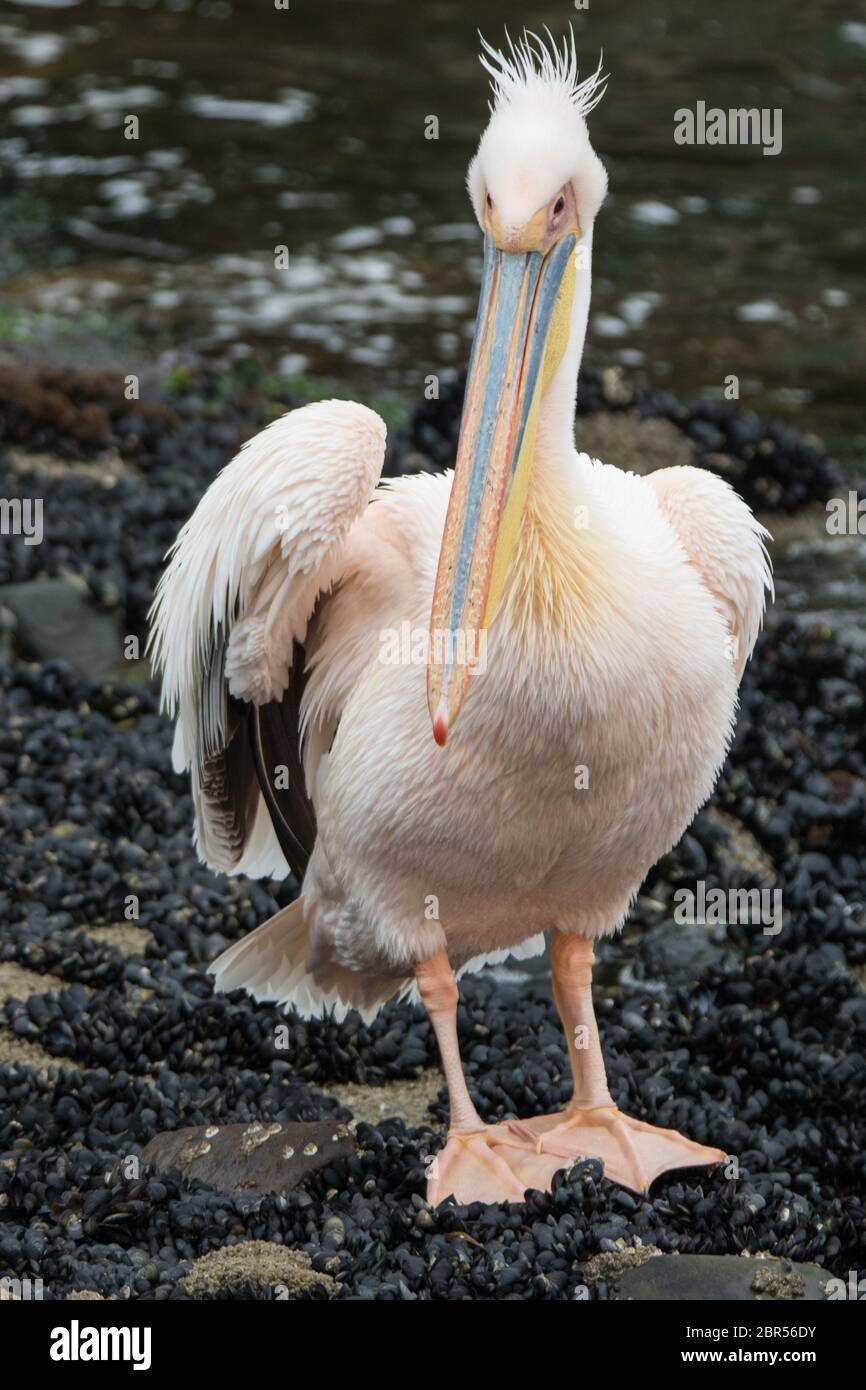 Portrait of beautiful water bird Pink-backed Pelican with yellow beak ...
