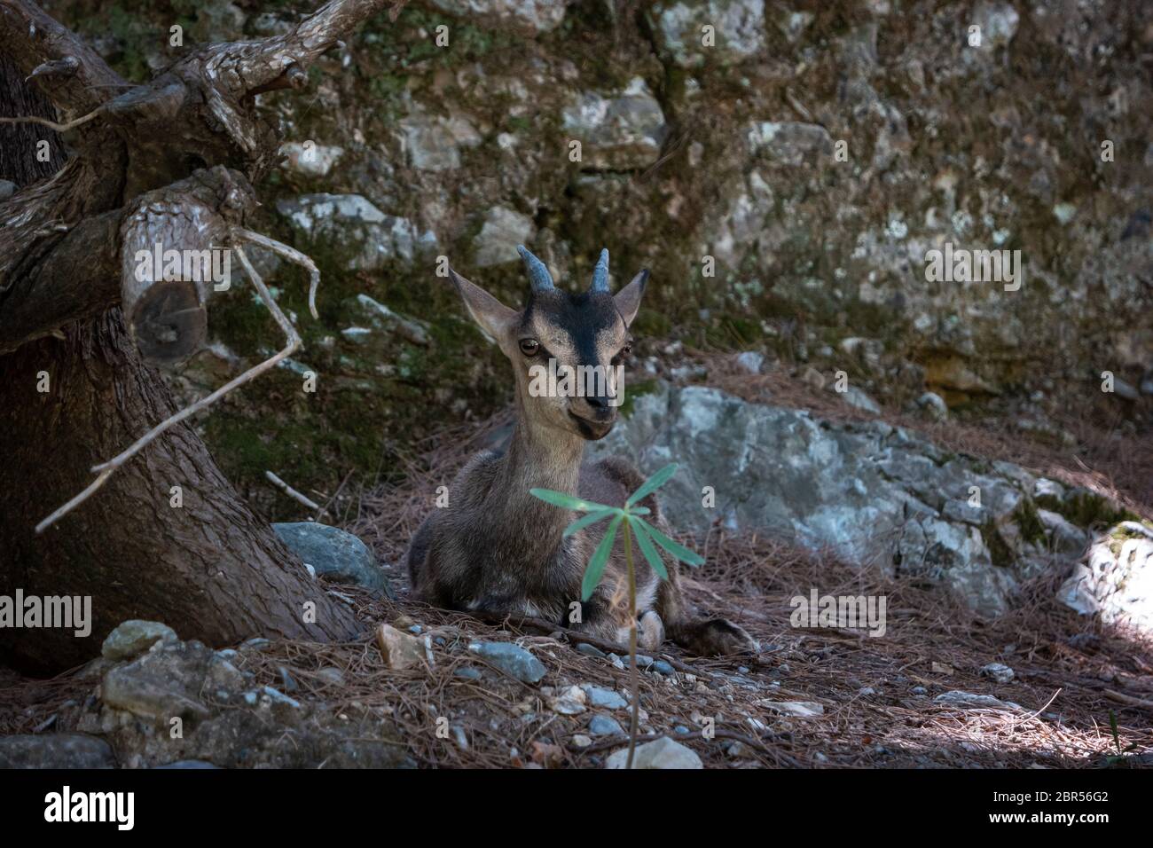Samaria gorge. Crete. Greece. Cretan goat - kri-kri (Capra aegagrus ...