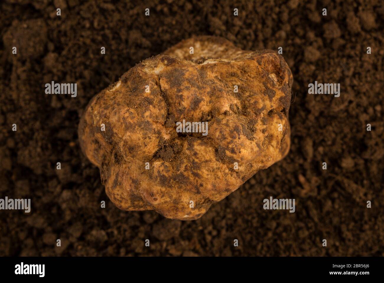 Whole white truffles on earth background. Luxurious culinary cooking ...