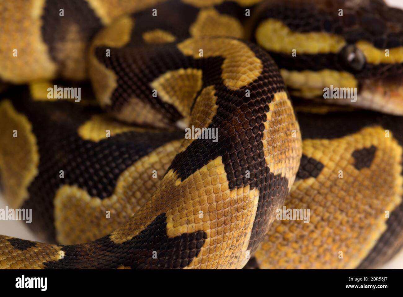 Close up of Phyton Regius snake isolated on white background Stock ...