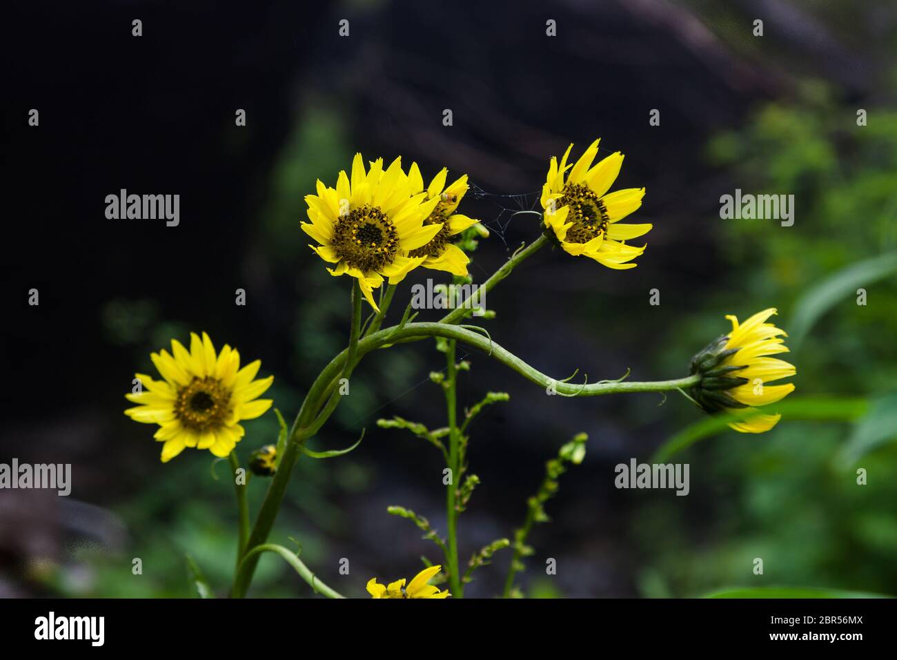 Himalayan flowers inside the Valley of Flowers near Joshimath ...