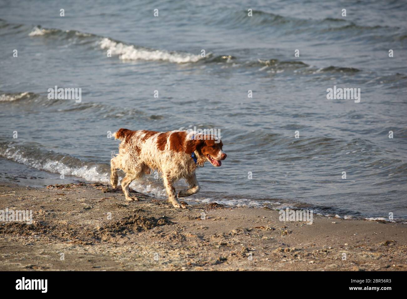 Beautiful Dog Walking On The Beach Stock Photo - Alamy