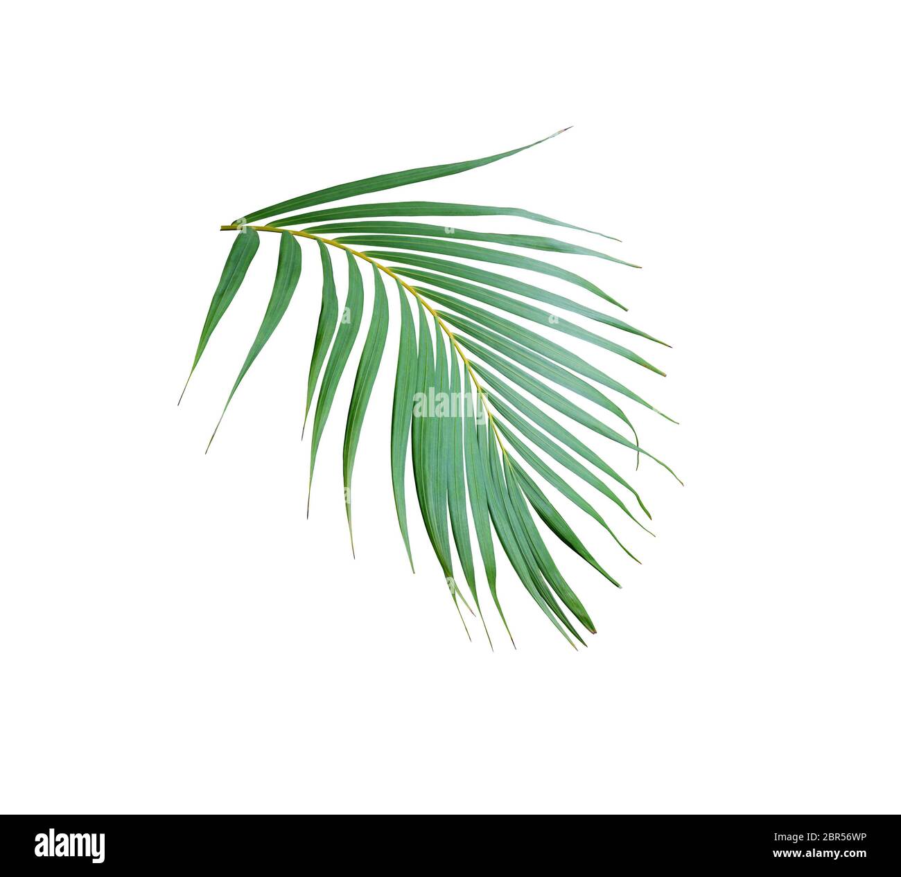 tropical frond green palm leaf tree isolated on white background Stock ...
