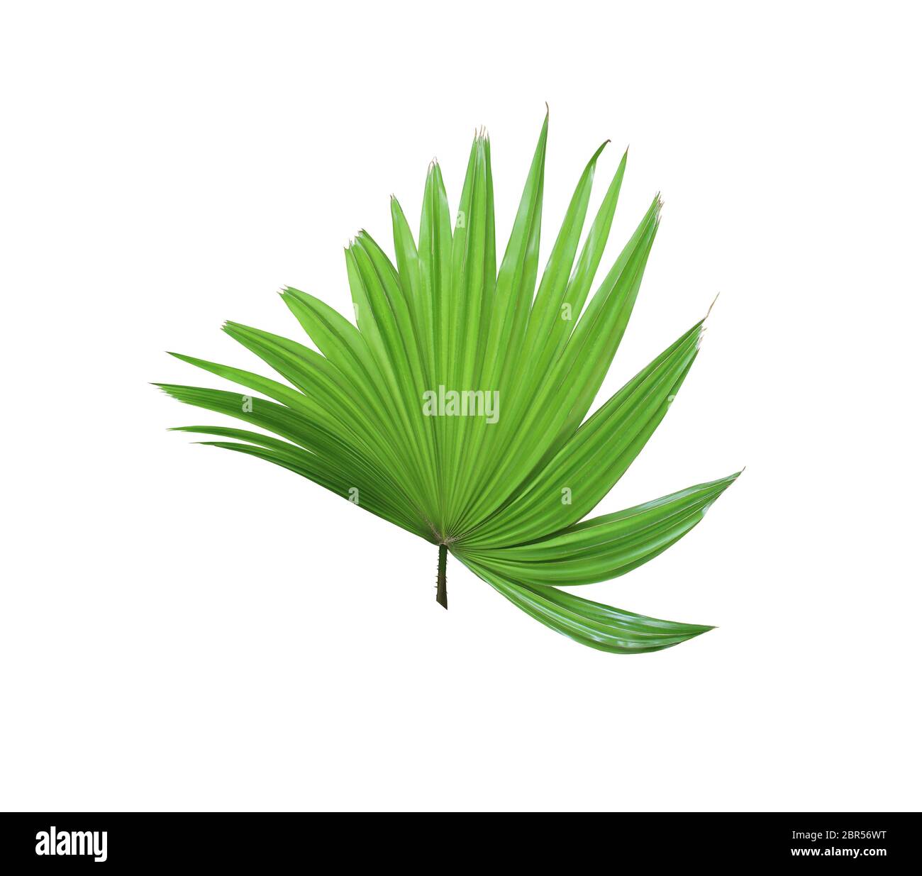 tropical green chinese windmill palm leaf tree isolated on white ...