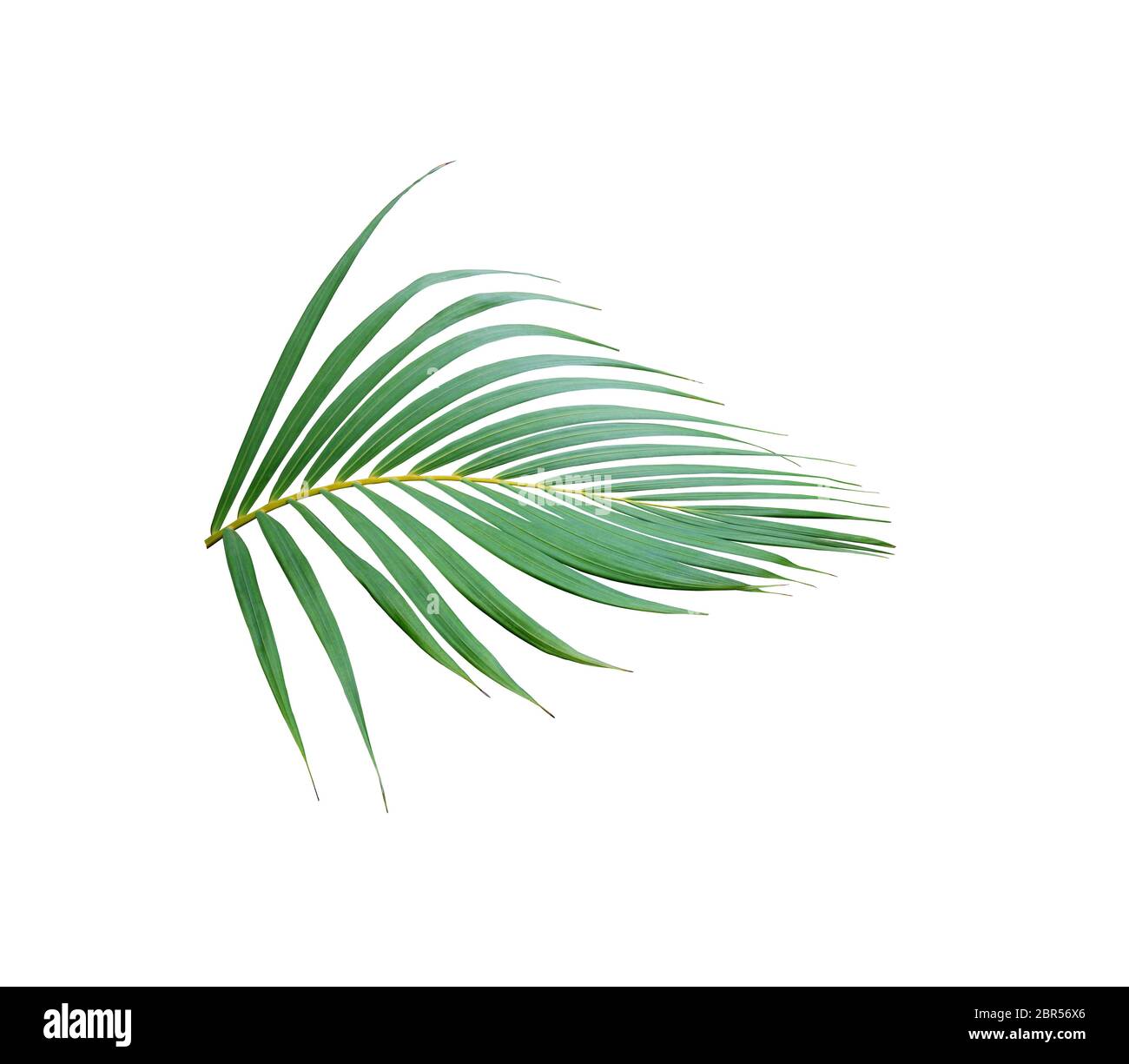tropical frond green palm leaf tree isolated on white background Stock ...