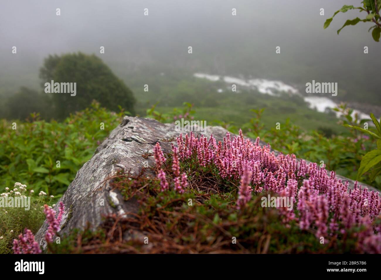 Himalayan flowers inside the Valley of Flowers near Joshimath ...