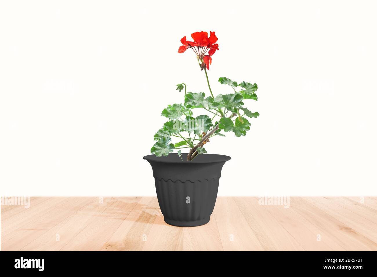 Geranium houseplant in flower pot. Isolated on white background Stock ...