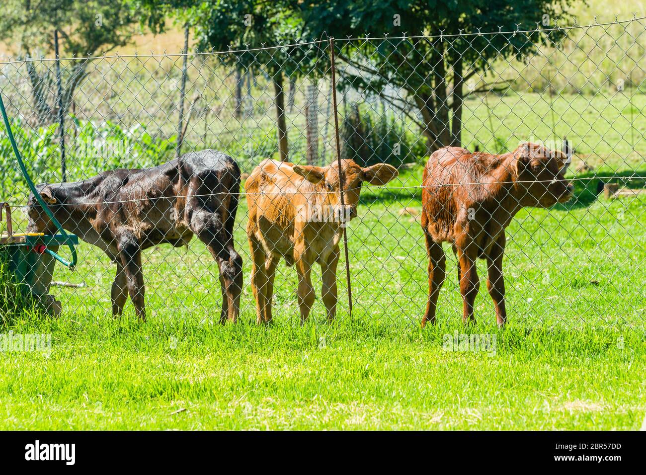 Cattle animal calfs new born beef stock animals in safety pen closeup ...