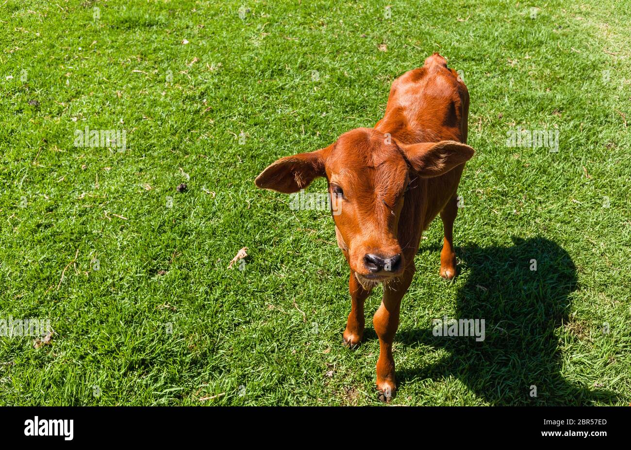 New born calf beef stock animals in safety pen closeup Stock Photo - Alamy
